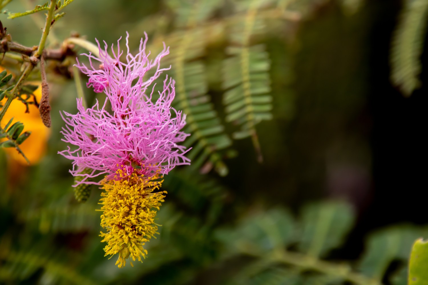 Aravalli Bachao – Save our Aravallis