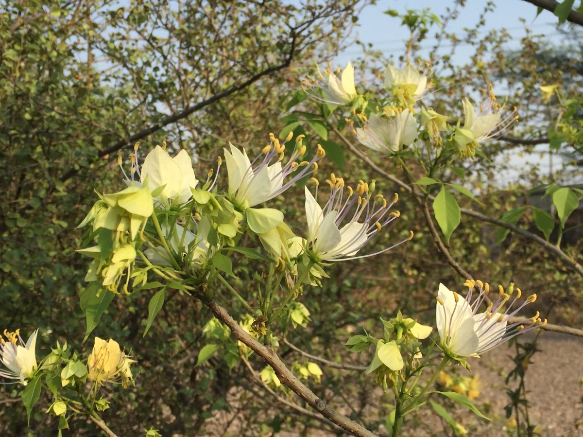 Aravalli Bachao – Save our Aravallis